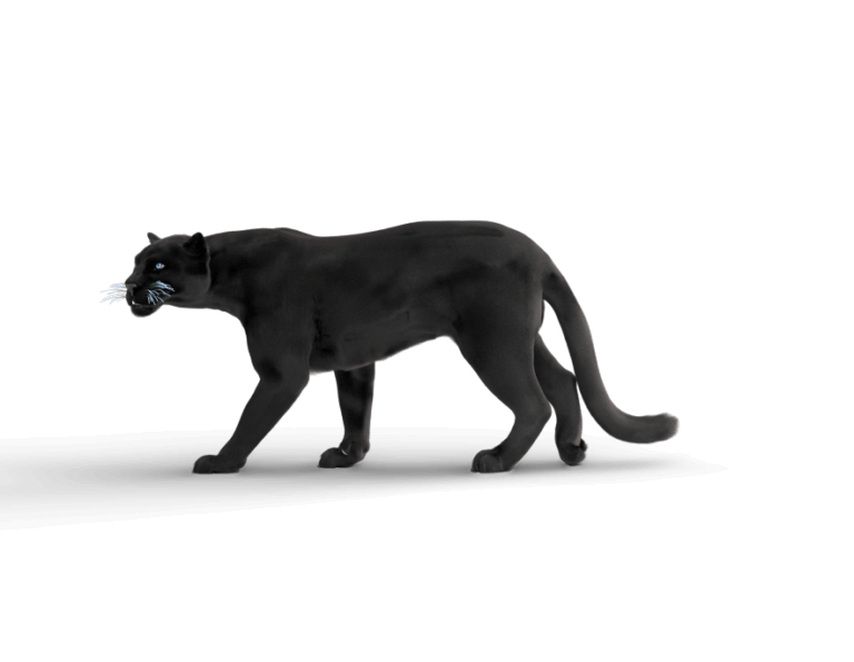 Character Animation - Hologic Panther